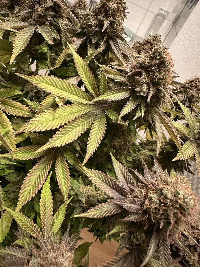 Gorilla Glue 🦍🌴 | Scrolller