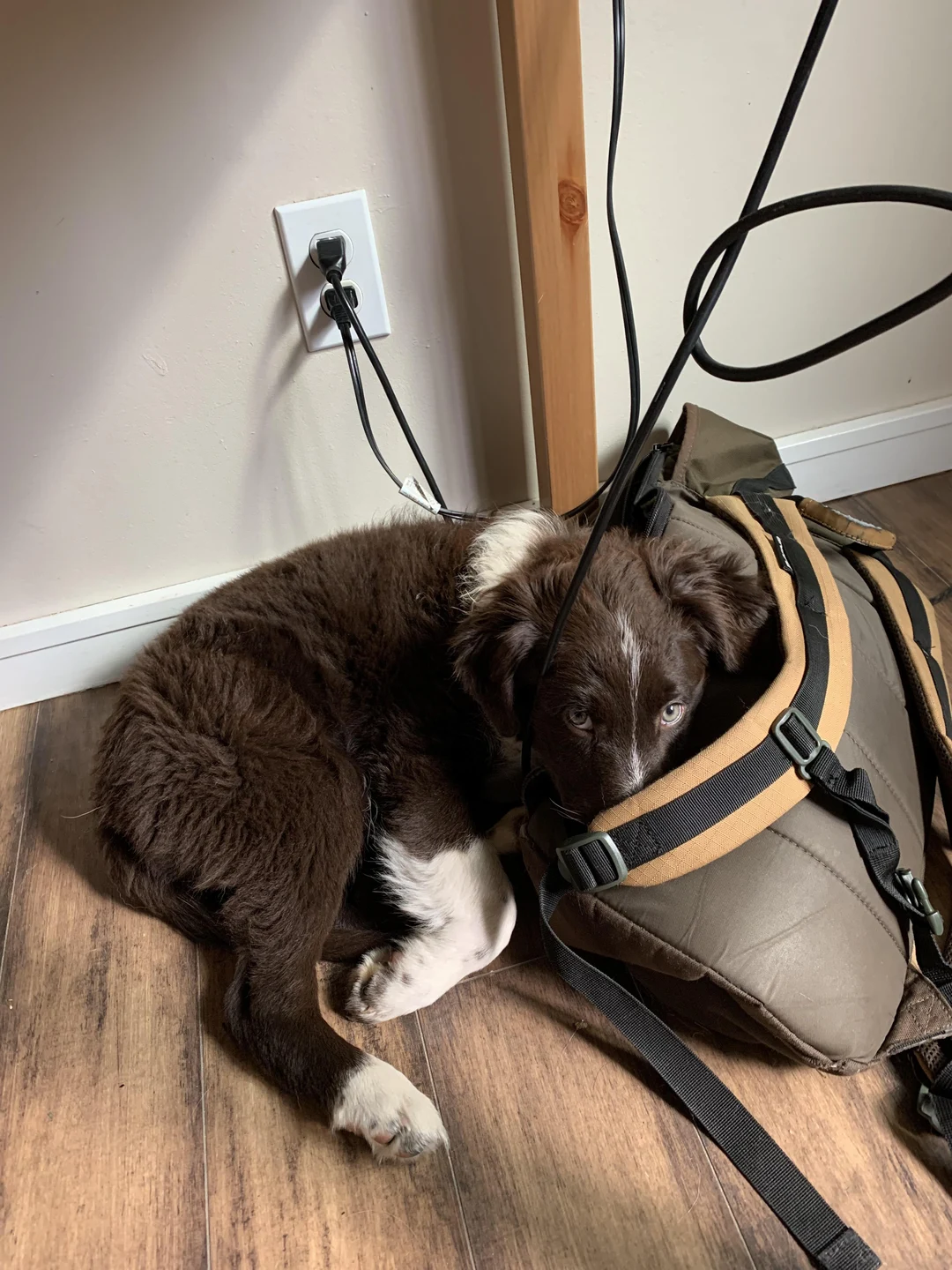 The perfect snoot rest | Scrolller