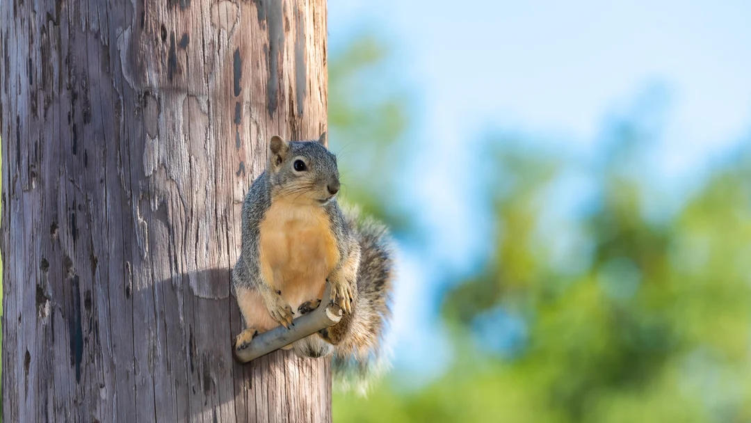 Big Boy Squirrel | Scrolller
