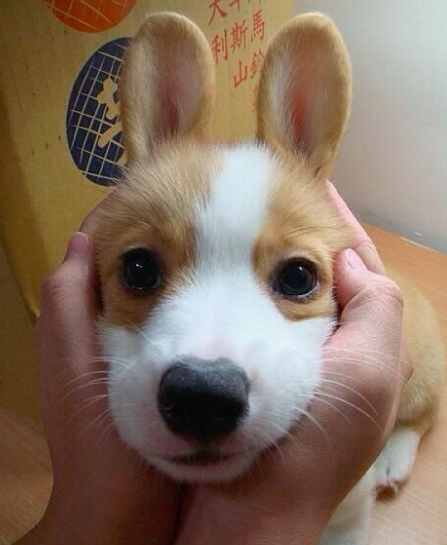 corgi bunny | Scrolller