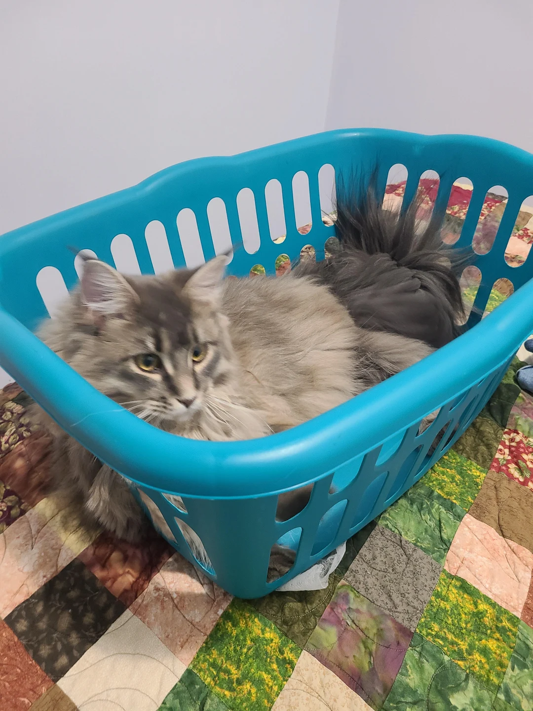 Caught a floof! | Scrolller