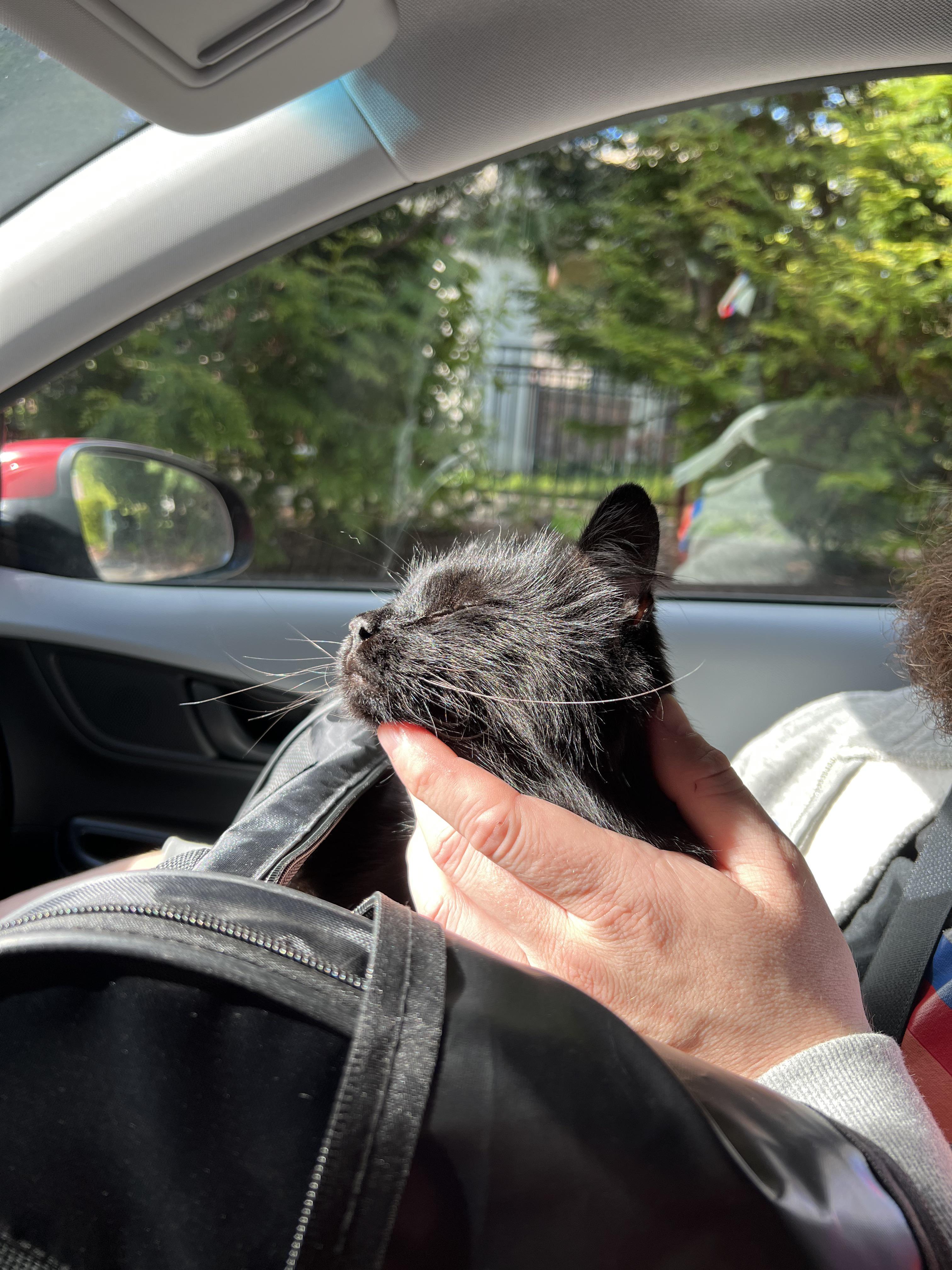 Mowgli enjoying the sunshine after her appointment. | Scrolller