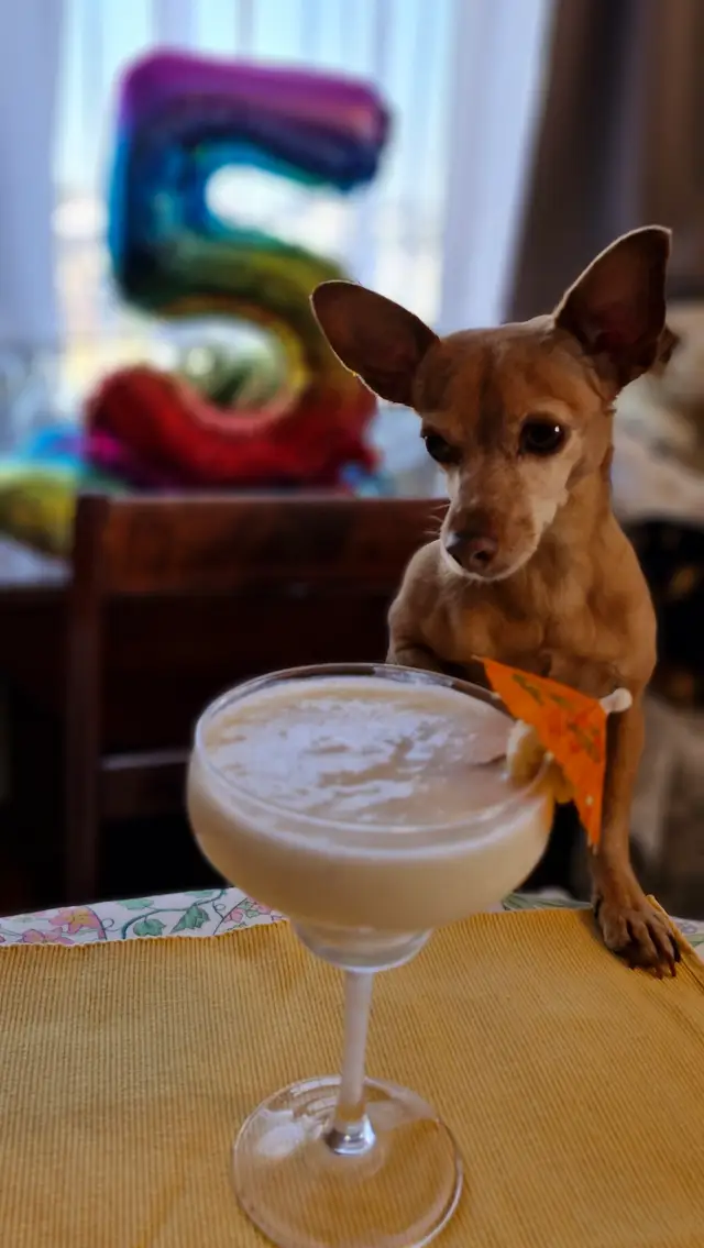 My girl's Gotcha Day | Scrolller