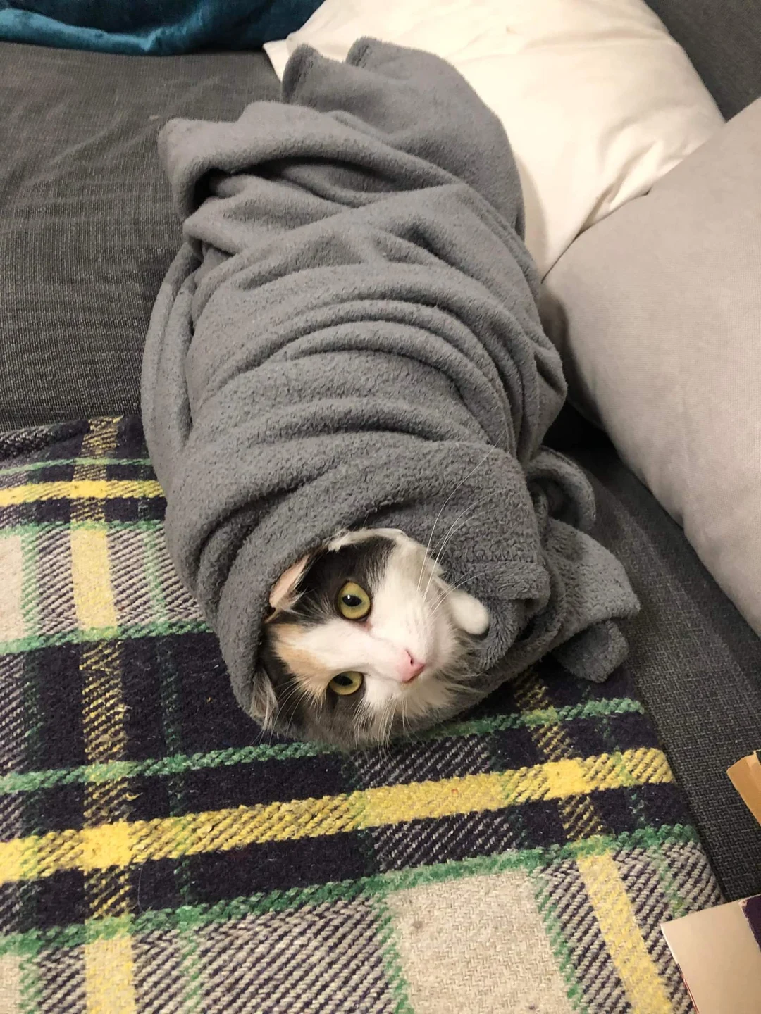 slightly unamused purrito | Scrolller