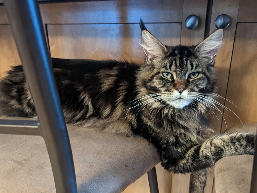 This is Moose | Scrolller