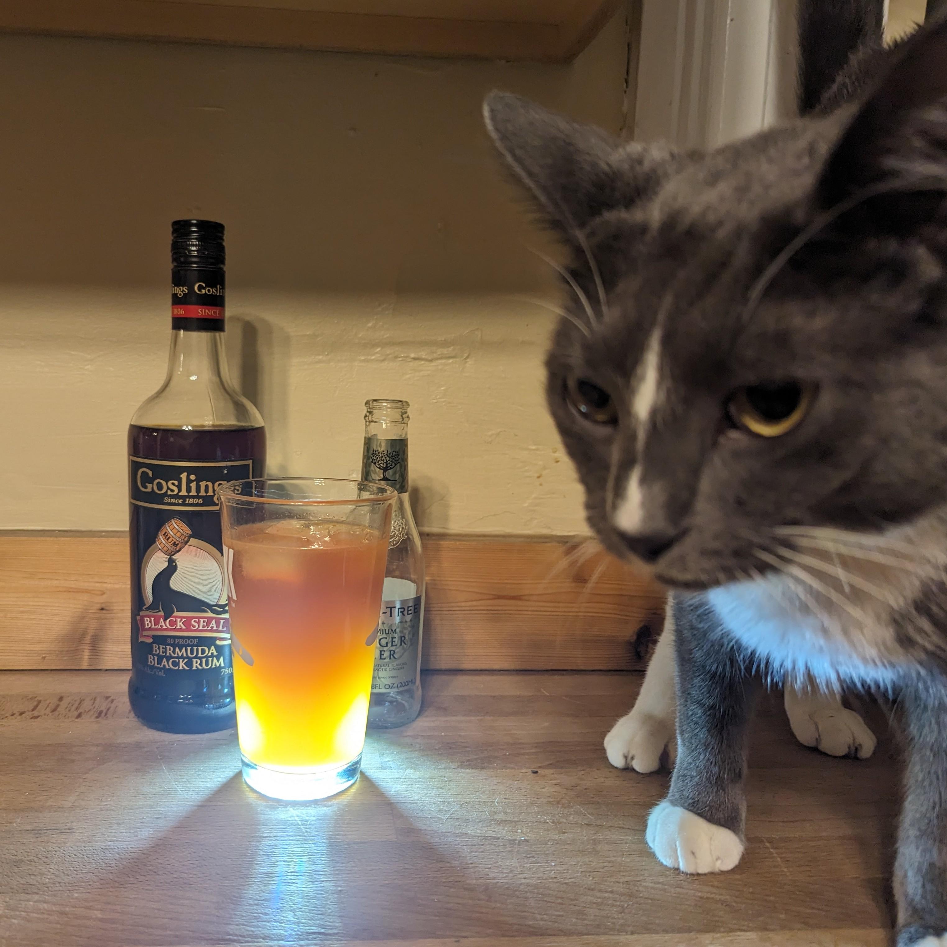 Day 13: Dark and Stormy (featuring my cat Stormy) | Scrolller