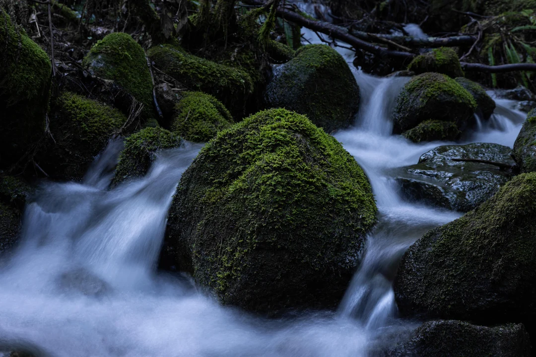 Moss on a rock in the forests of North Vancouver [OC] [4000x2667] | Scrolller