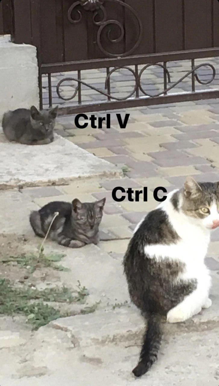 Smol copy paste kittens | Scrolller