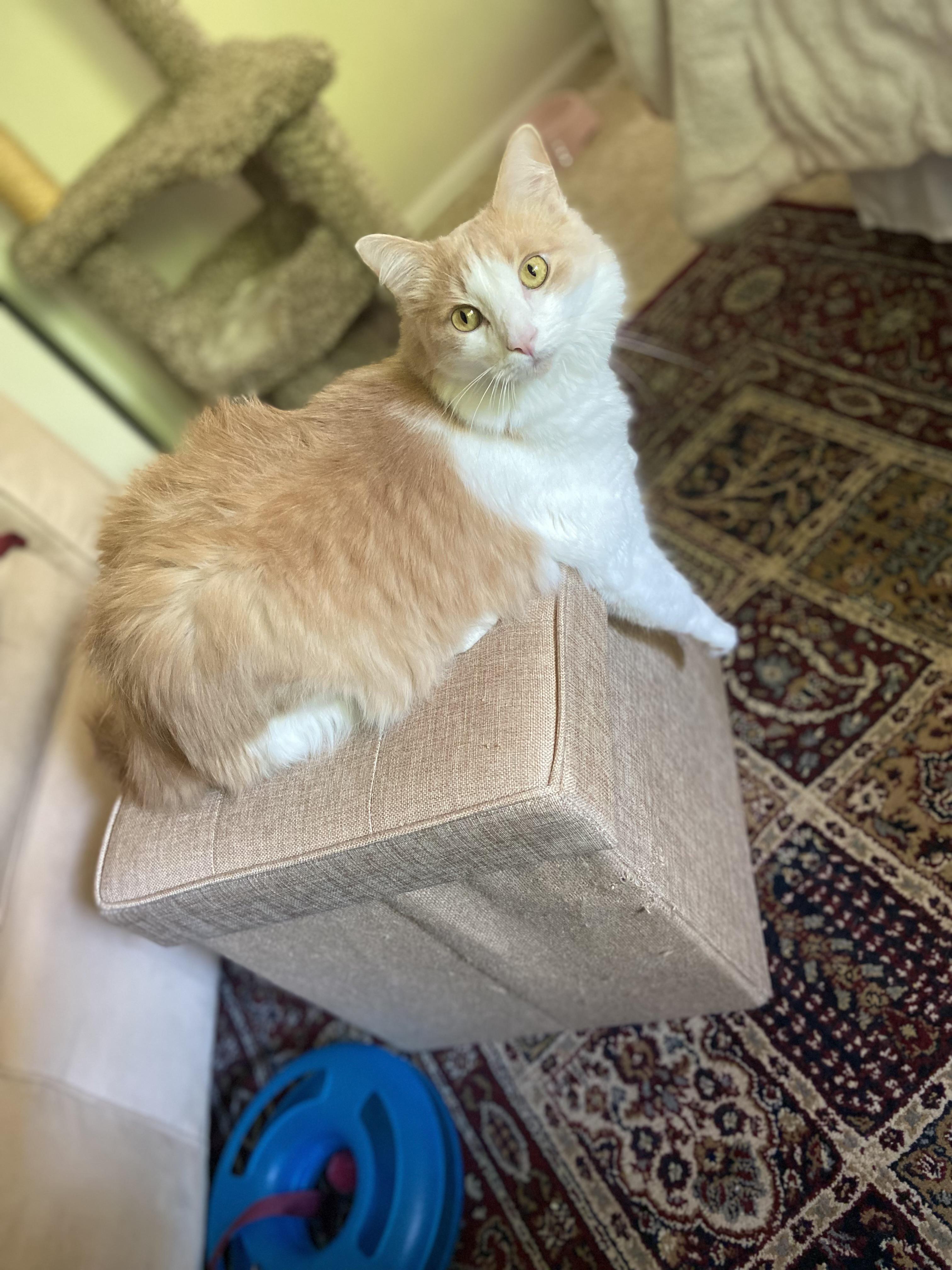 Ernie hanging out on his stool | Scrolller