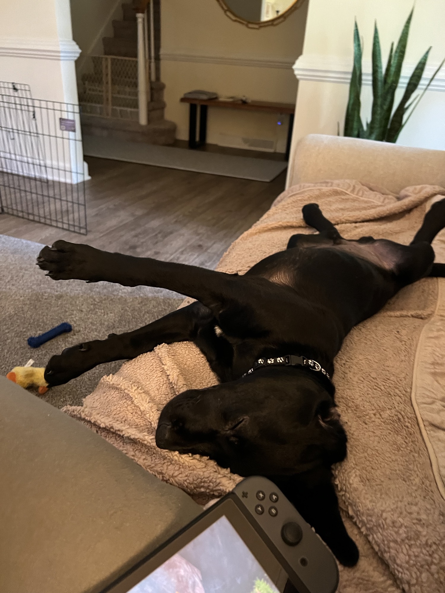 Gino is finally getting settled in his new home | Scrolller