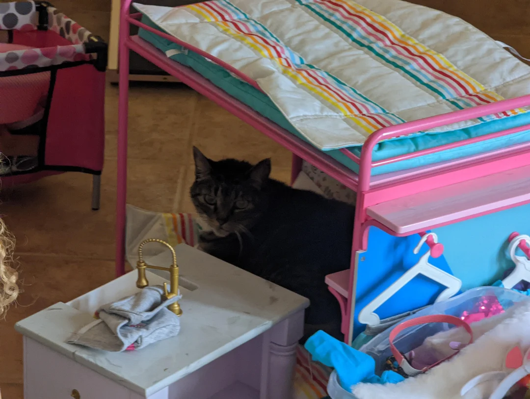 American Girl Doll Bunk Bed cat trap. | Scrolller
