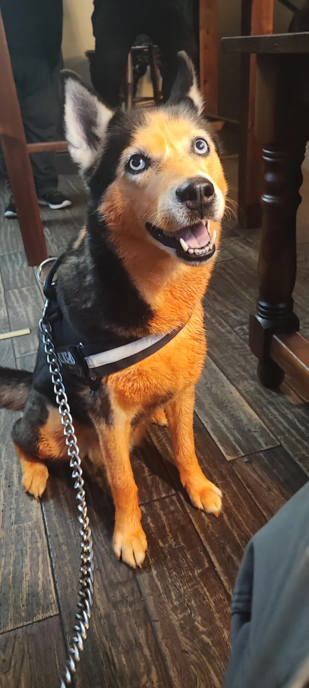 Pumpkin doggo | Scrolller