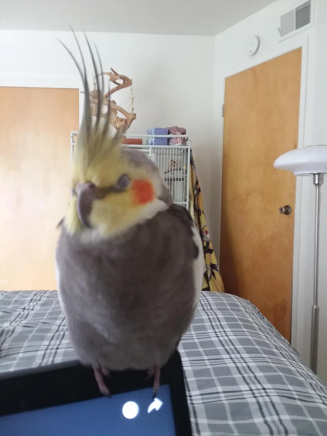 Sleepy Archie. | Scrolller