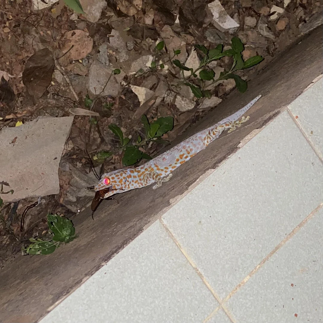 Got to see this cute tokay gecko catch a large beetle | Scrolller