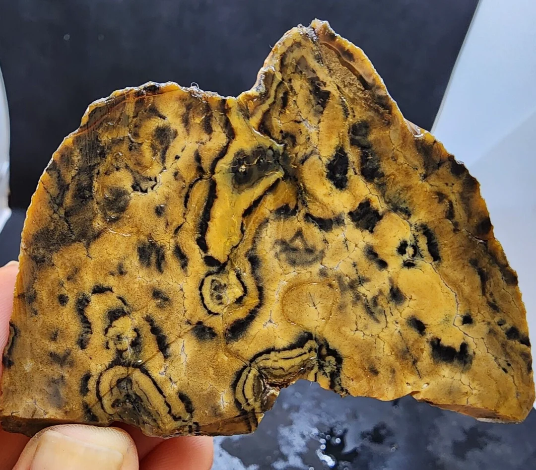 Tiger patterned opal | Scrolller