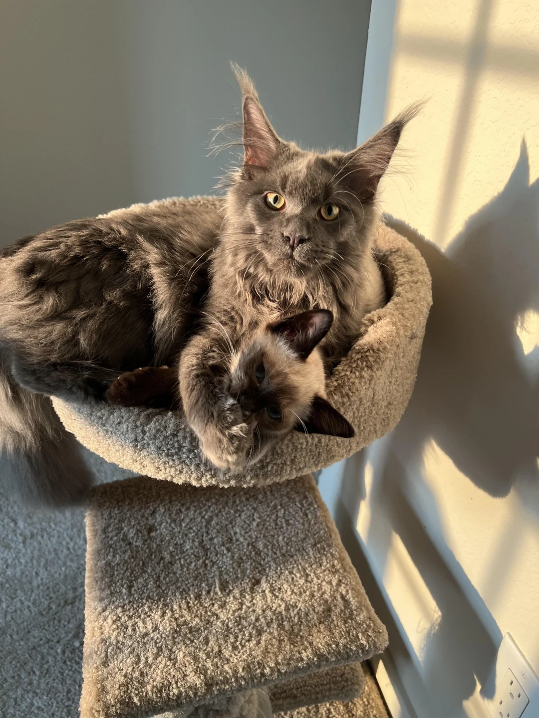 When you are caught cleaning the Siamese, again… | Scrolller