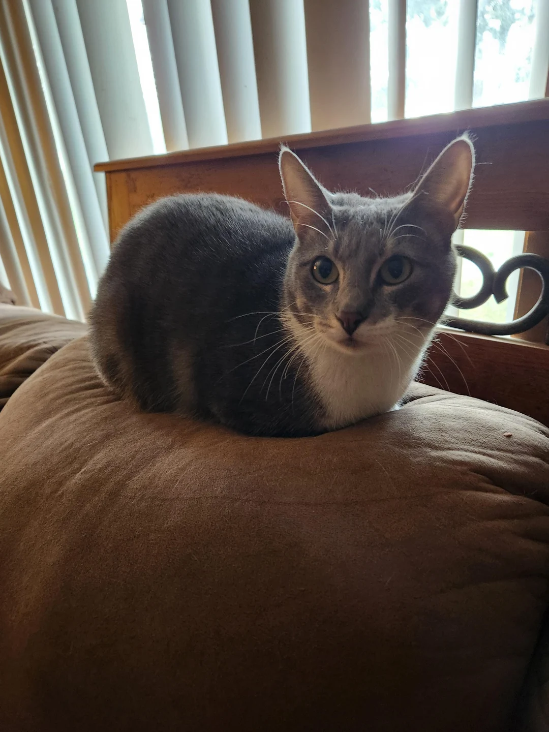 Kiki is a big eared loaf. | Scrolller