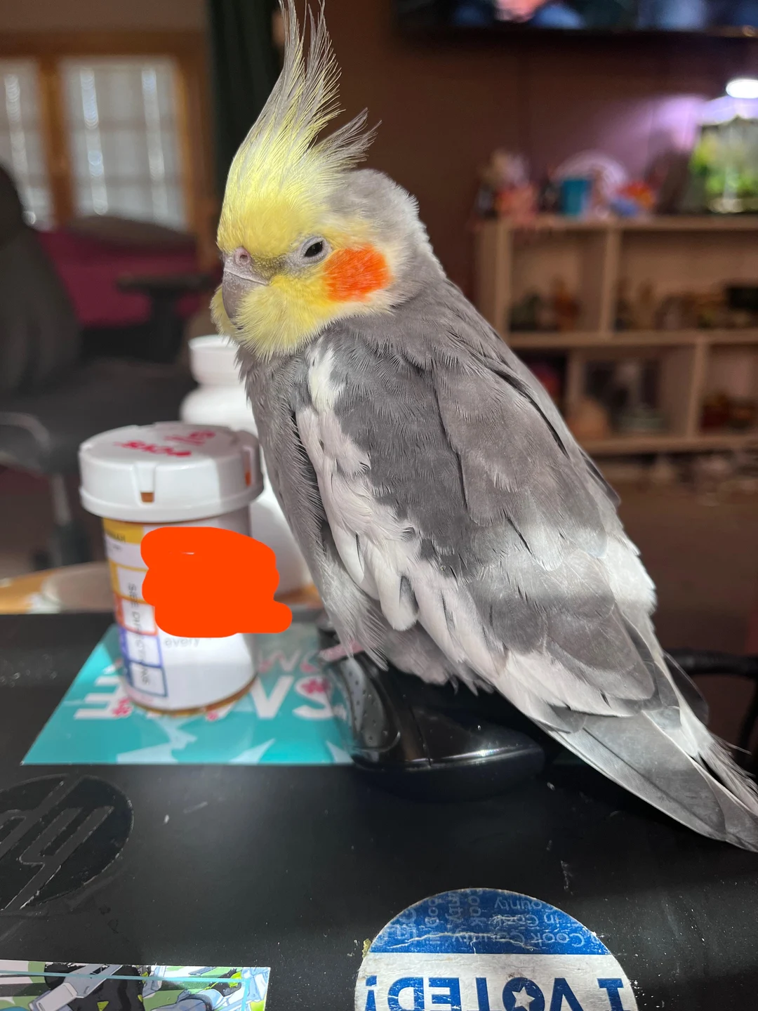 Dr. Birb | Scrolller