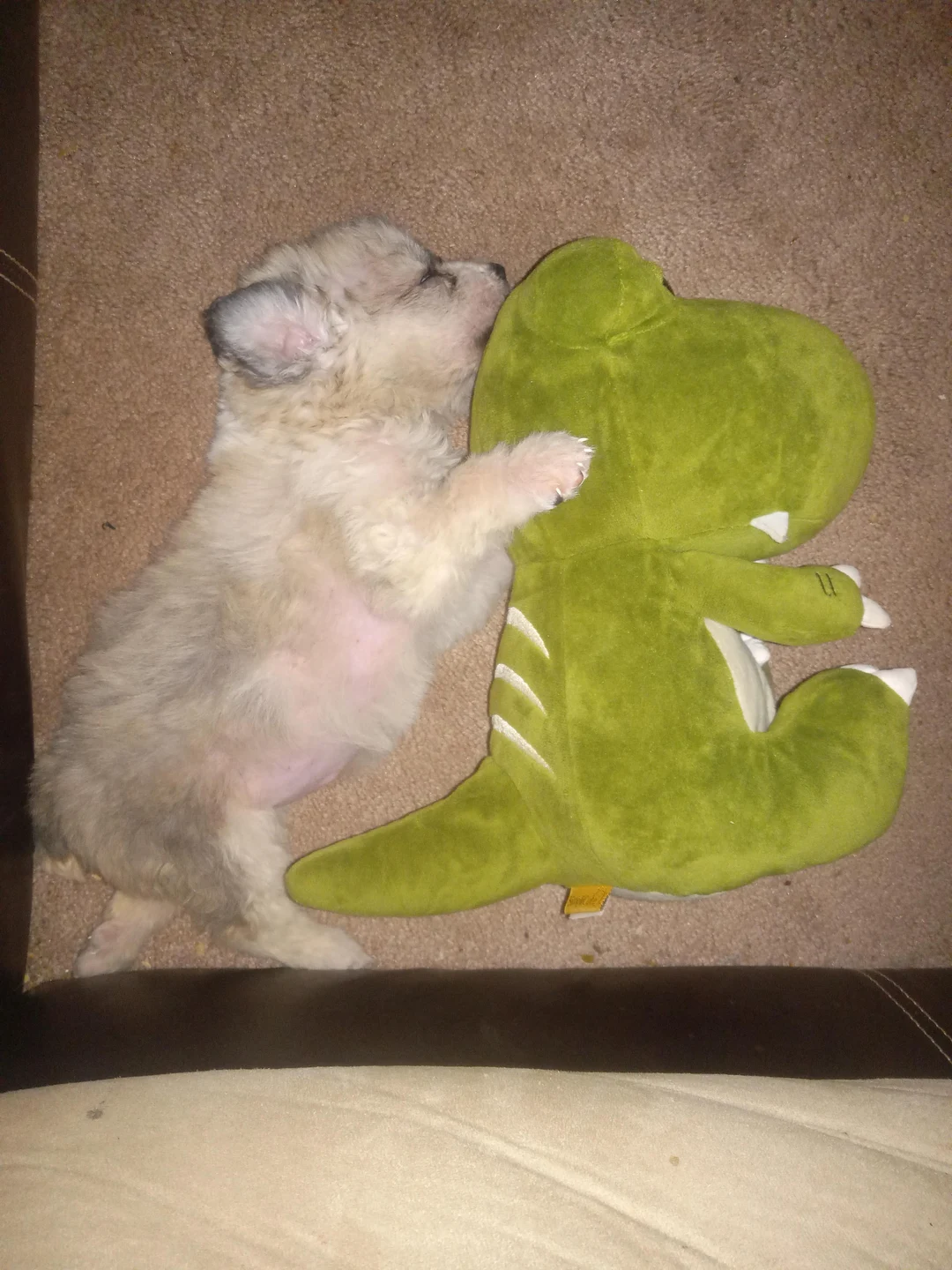 Oh Carla | Scrolller