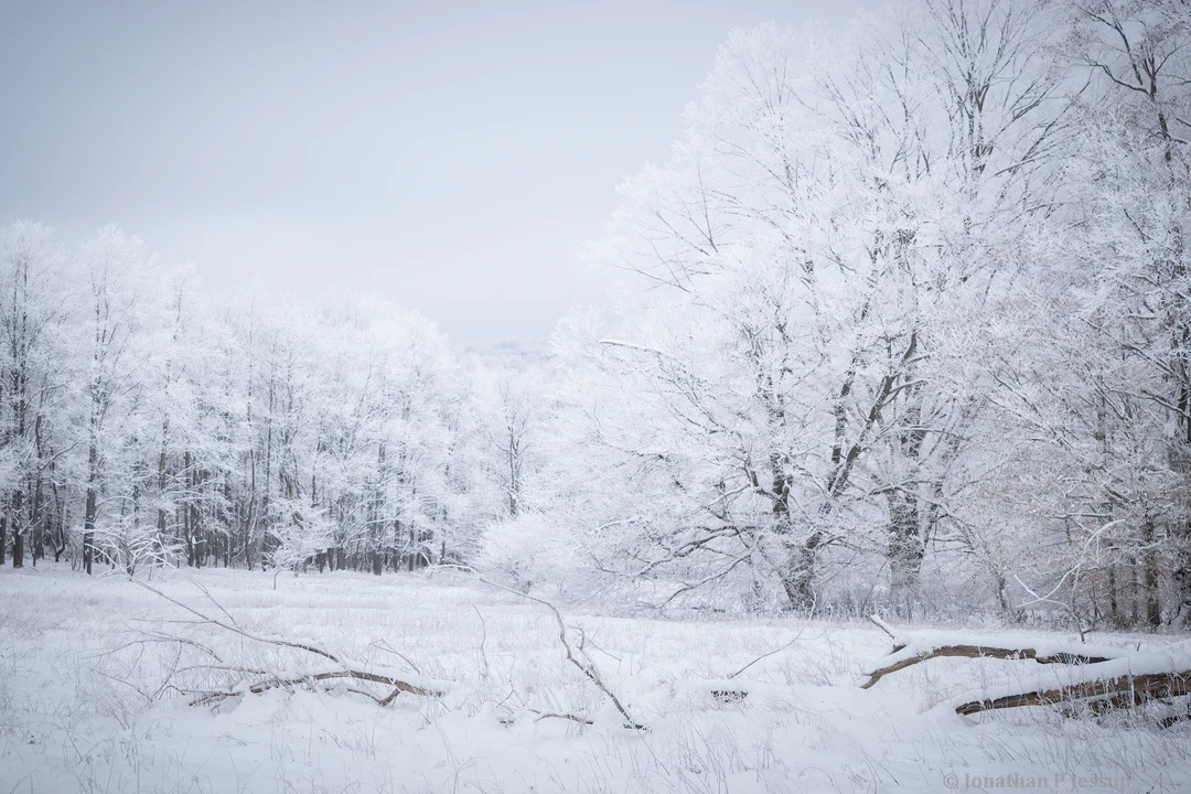 Frosted forest [OC] | Scrolller