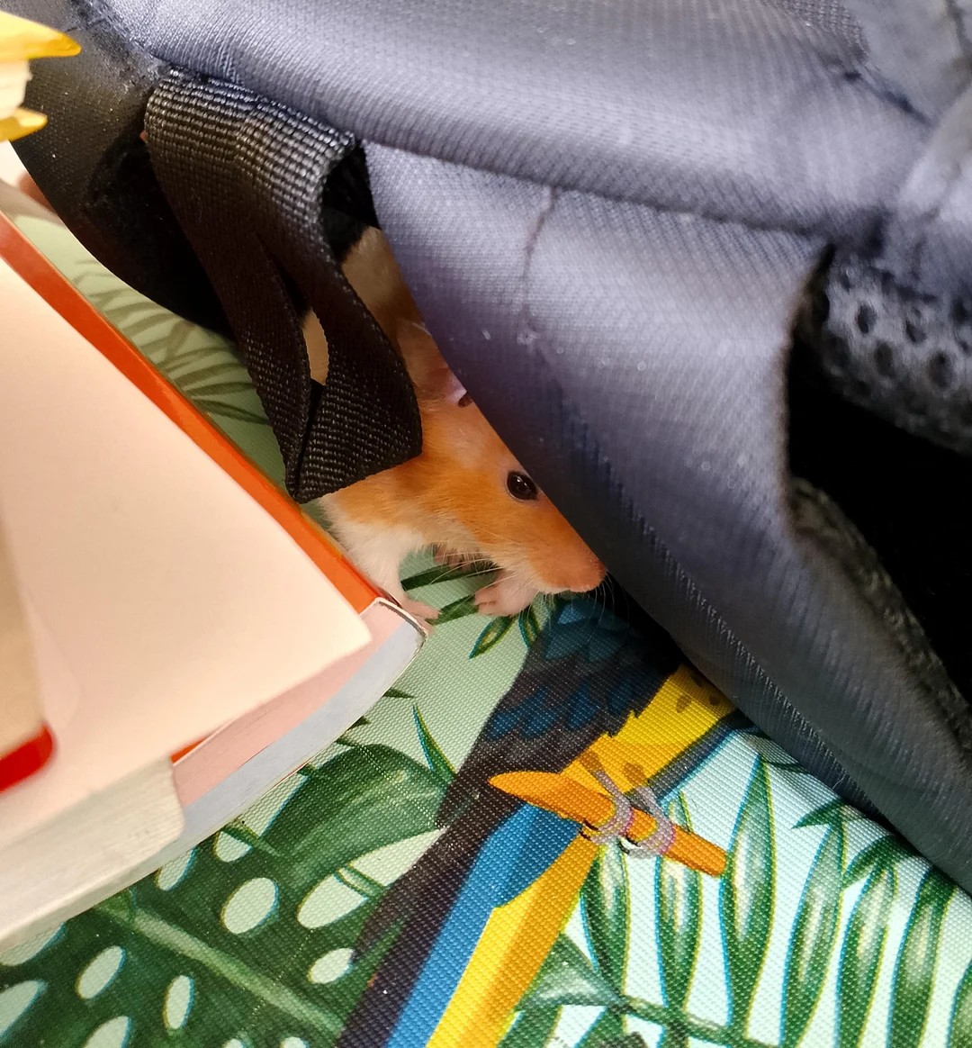 What is he plotting? | Scrolller