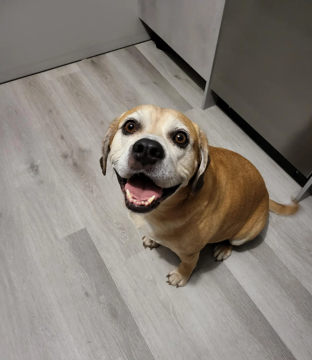 Happy Hank | Scrolller