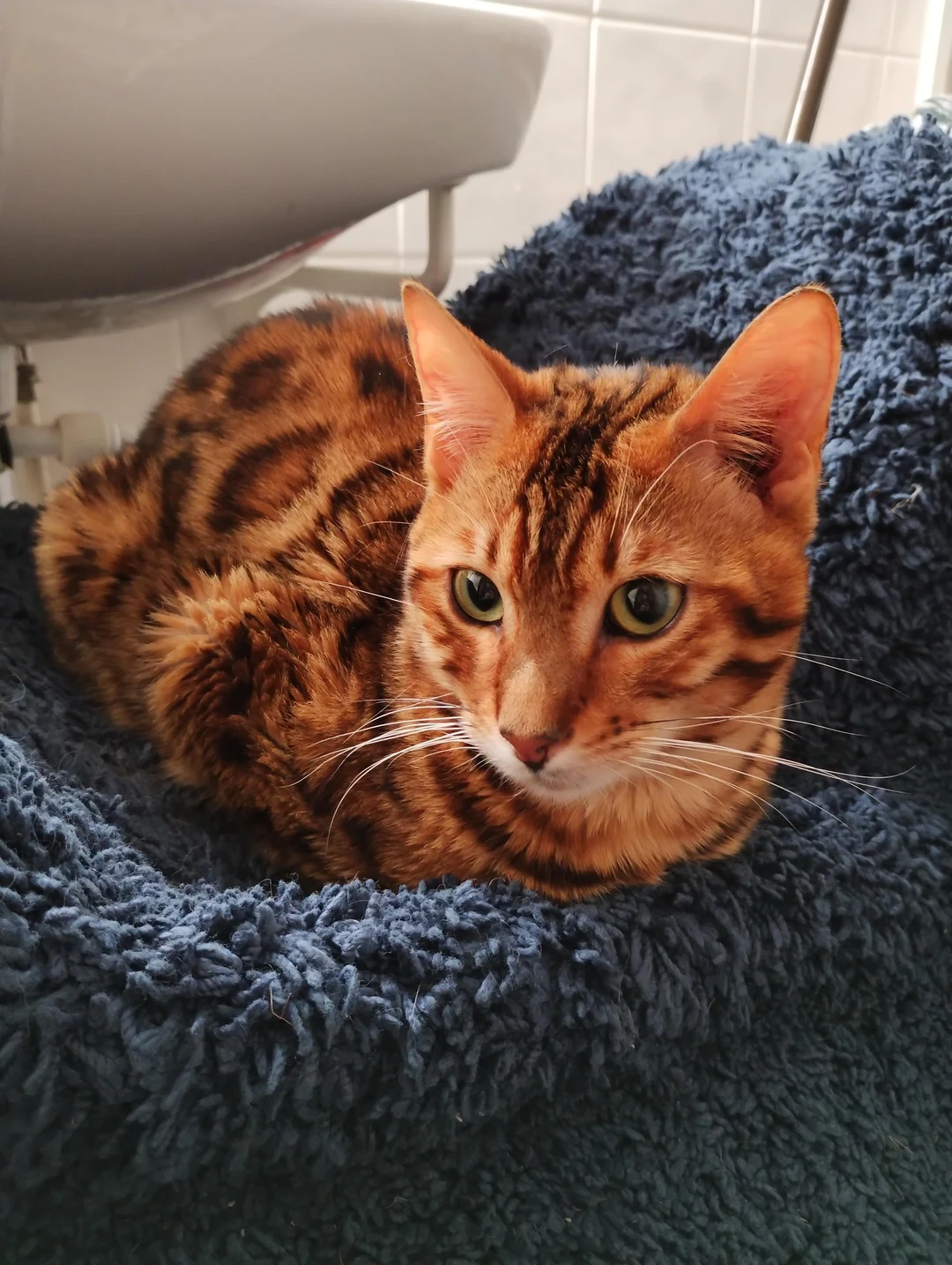 Tiger bread loaf | Scrolller