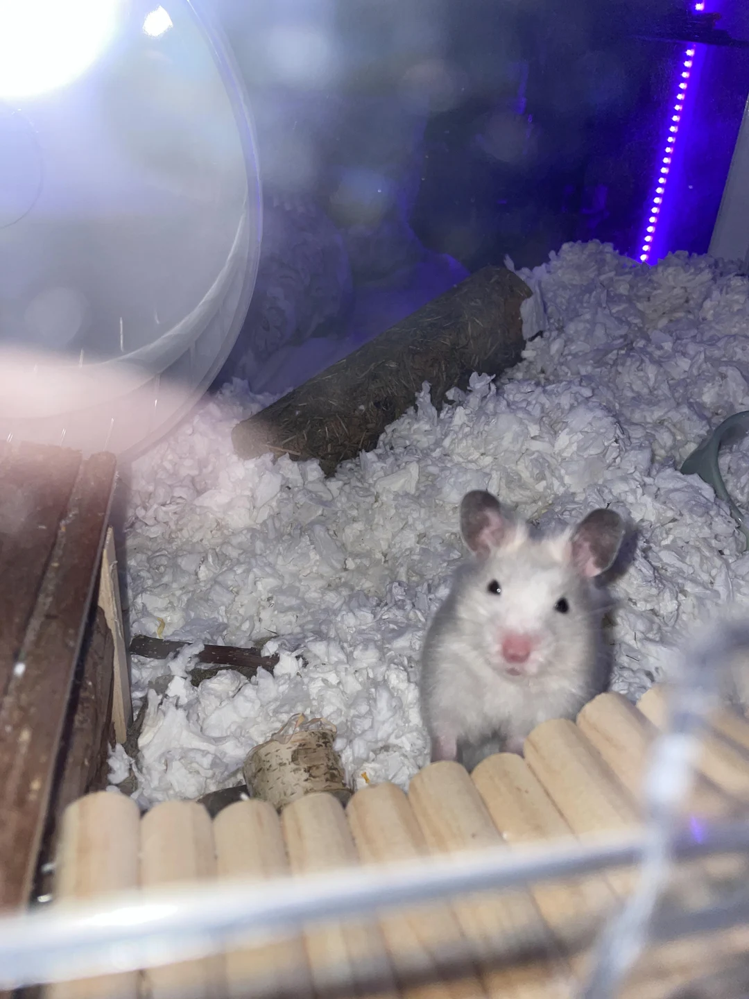 Moody and Broody | Scrolller