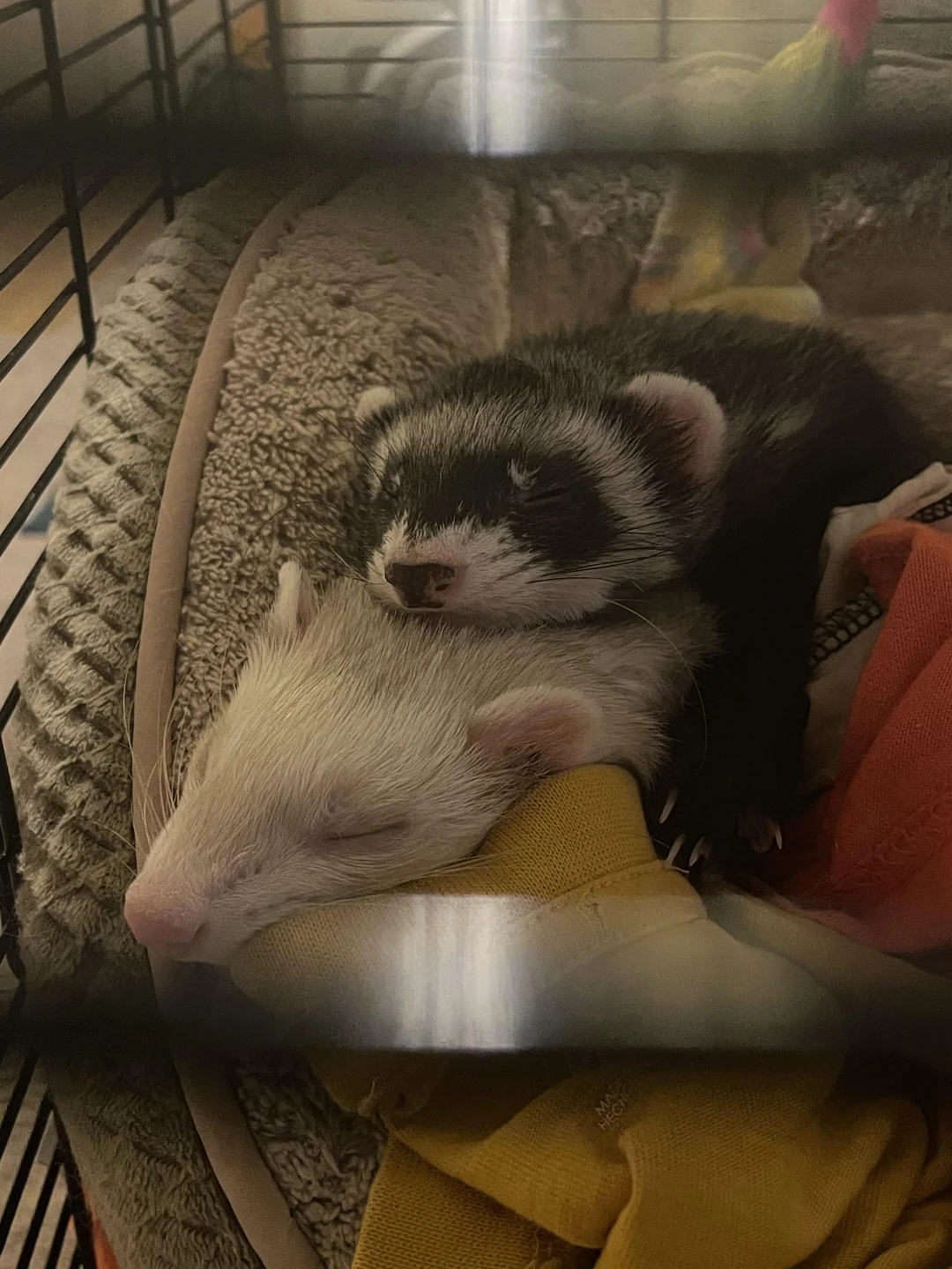 Discover more like Ferrets: sleepy stinkers and Related Content | Scrolller