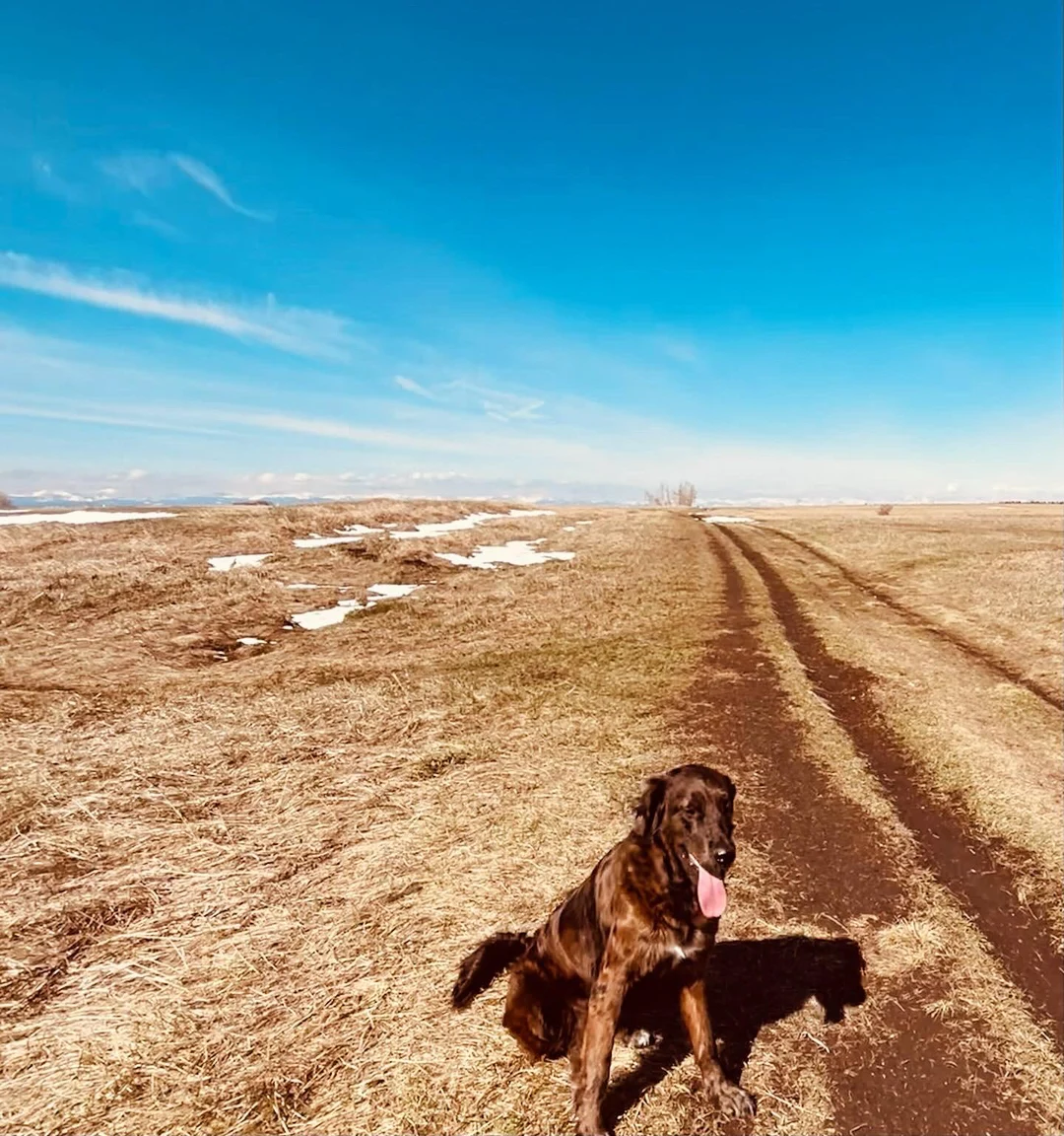 Dusty in her happy place 🐶 | Scrolller