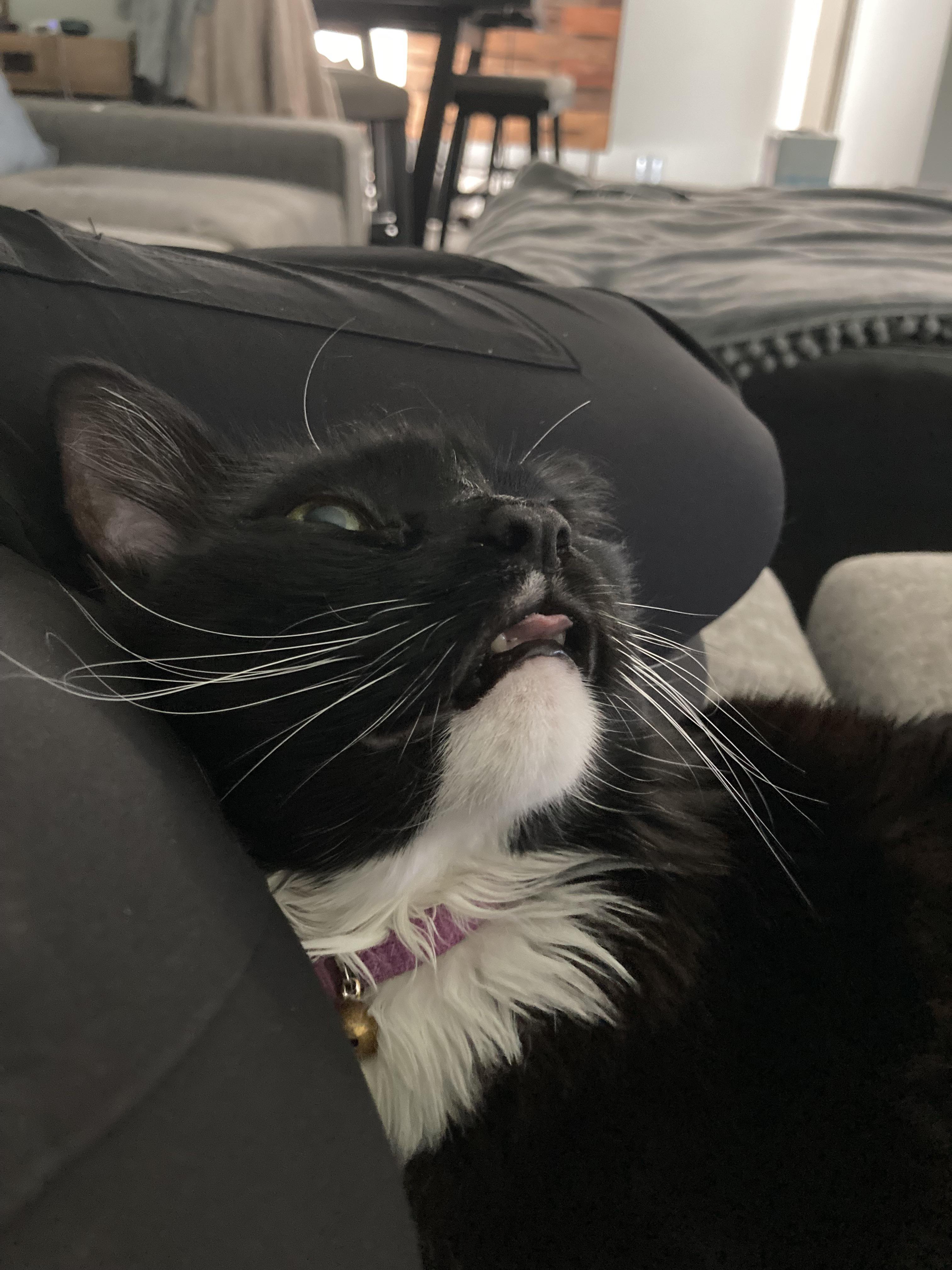 Tux blep! | Scrolller