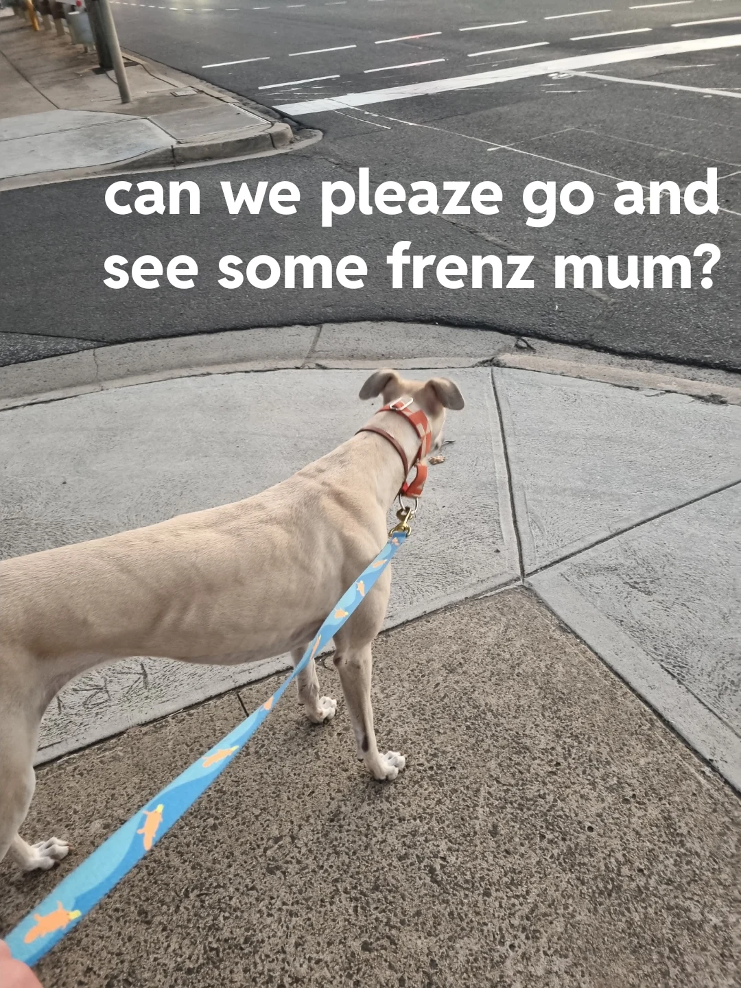 Greyhound bike/cycling solution... | Scrolller