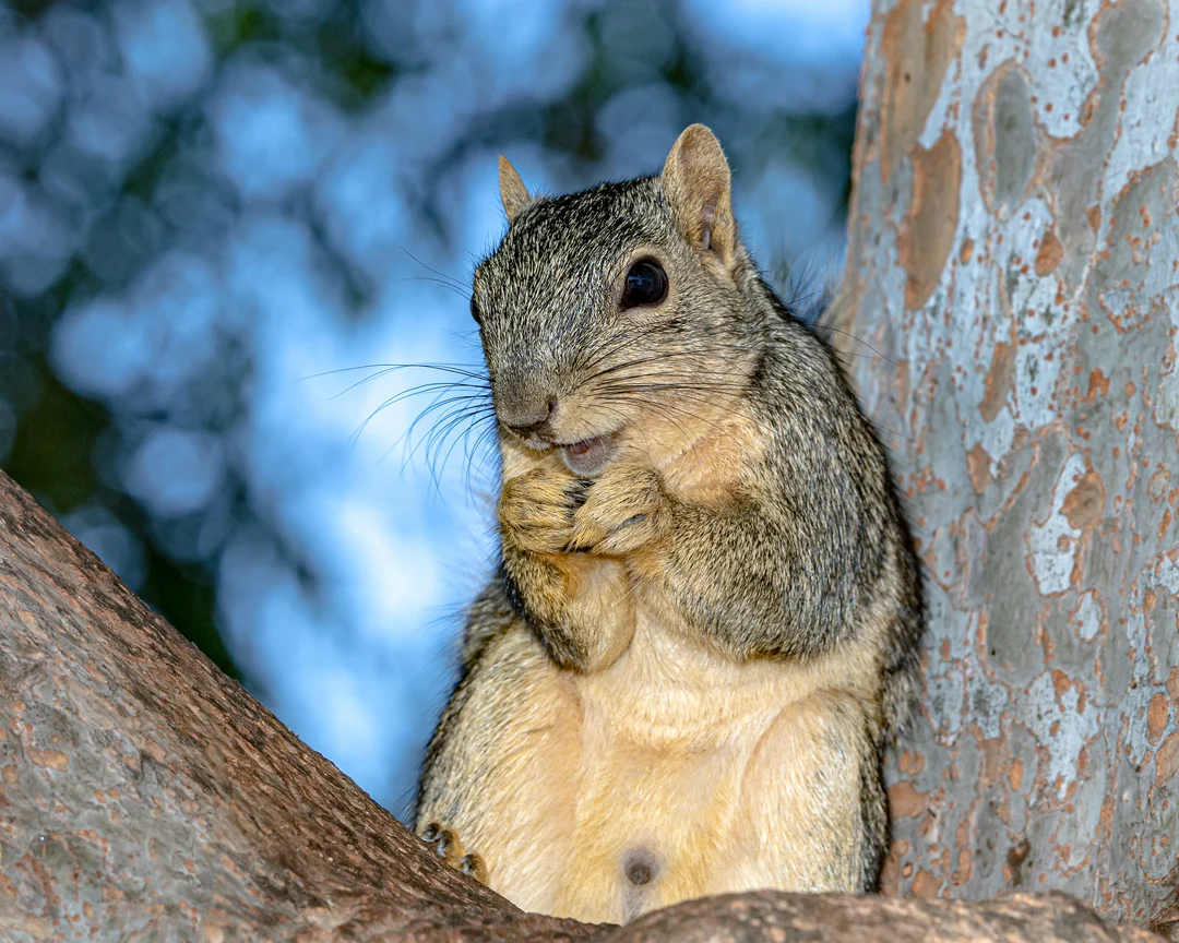 Cute Boy Squirrel | Scrolller