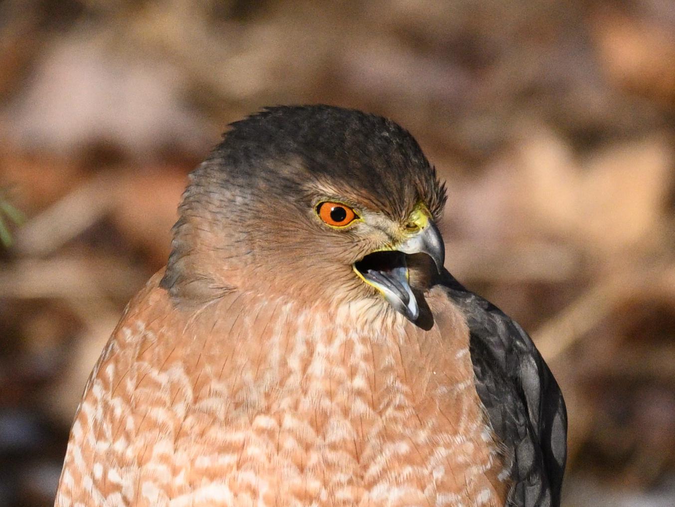 Cooper's Hawk says Aah! (MA,US) | Scrolller