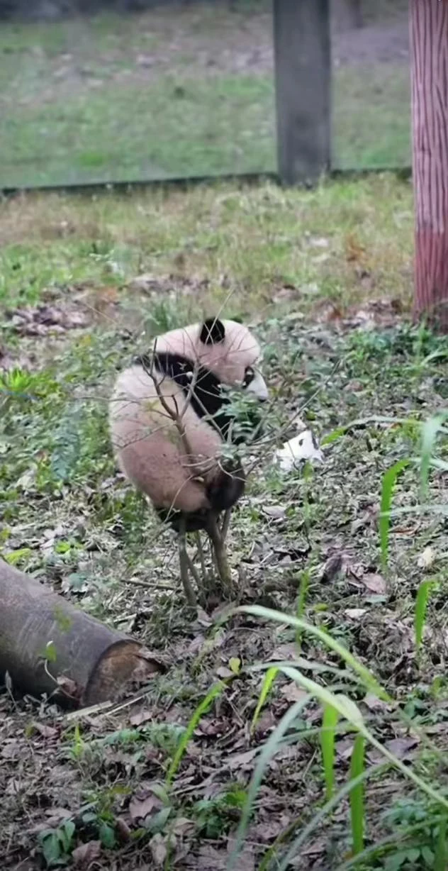 This little panda with his little tree... | Scrolller