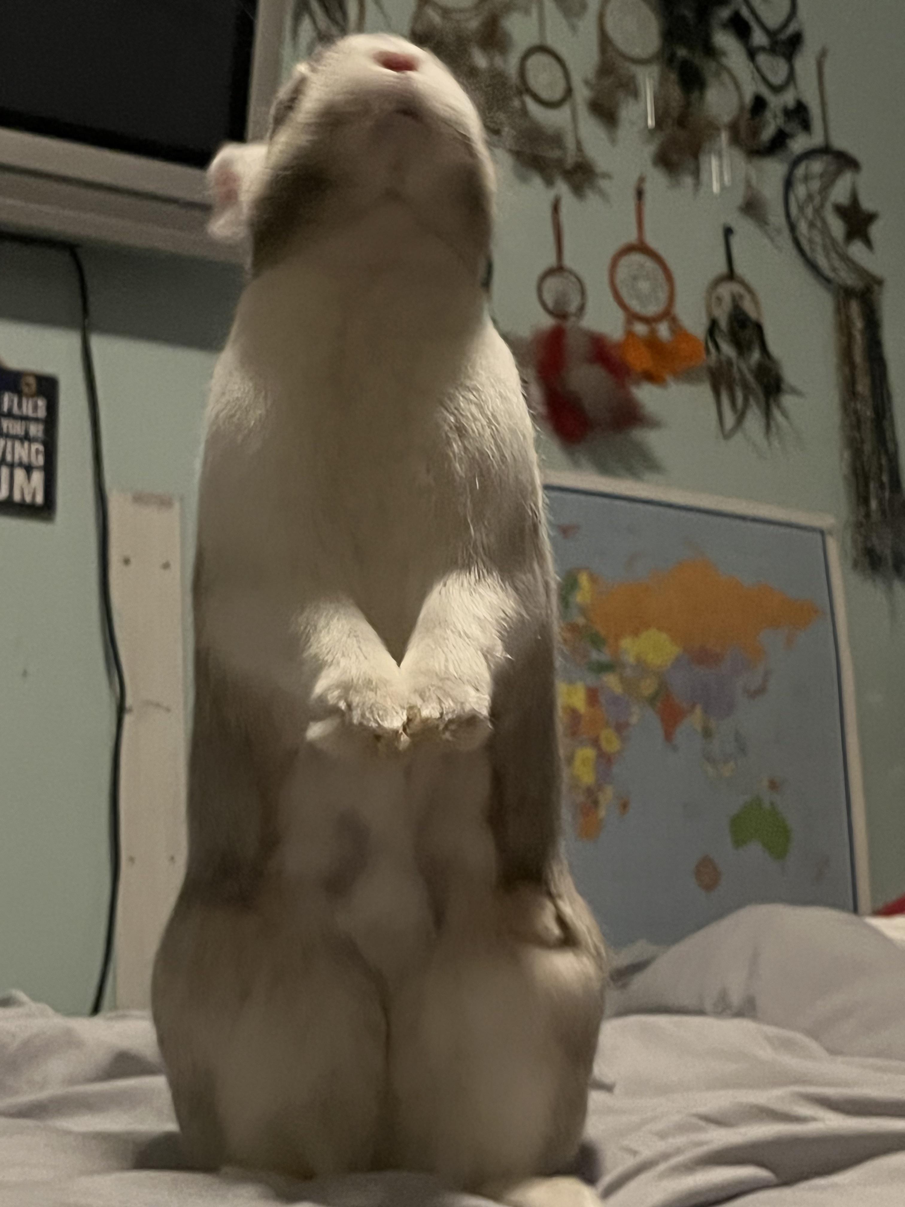 My rabbit | Scrolller