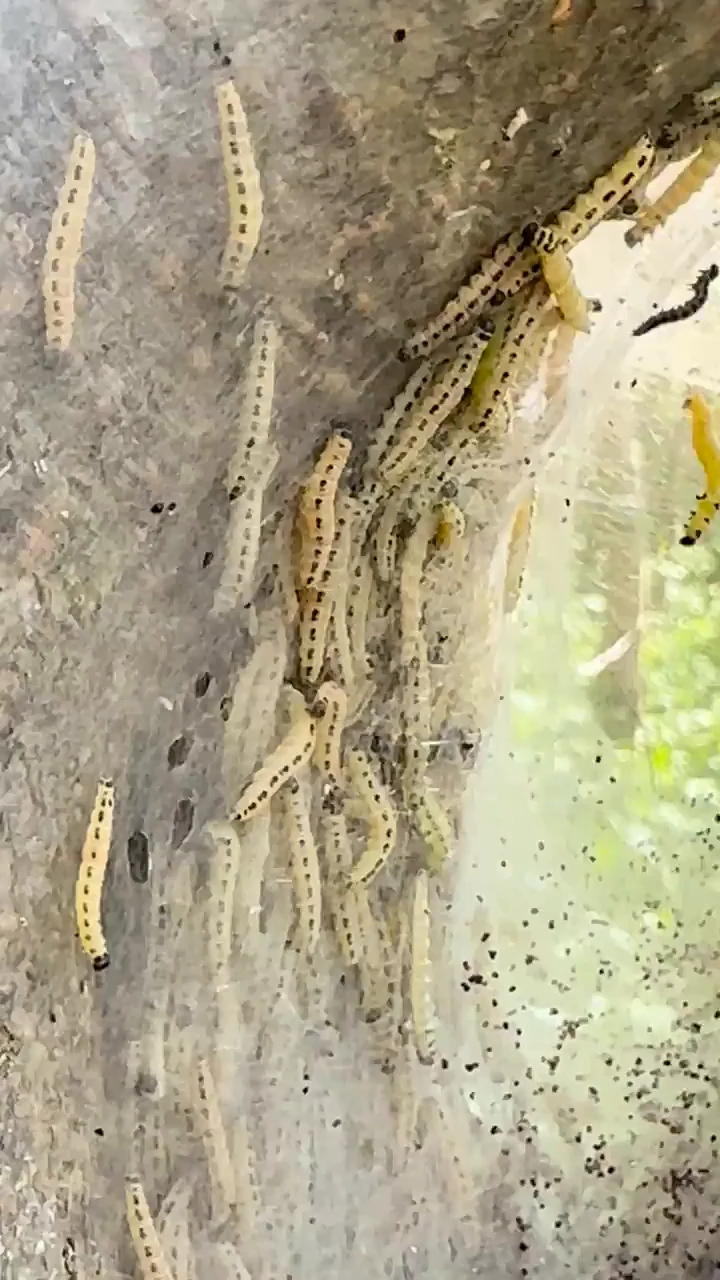 Ghost tree | Scrolller