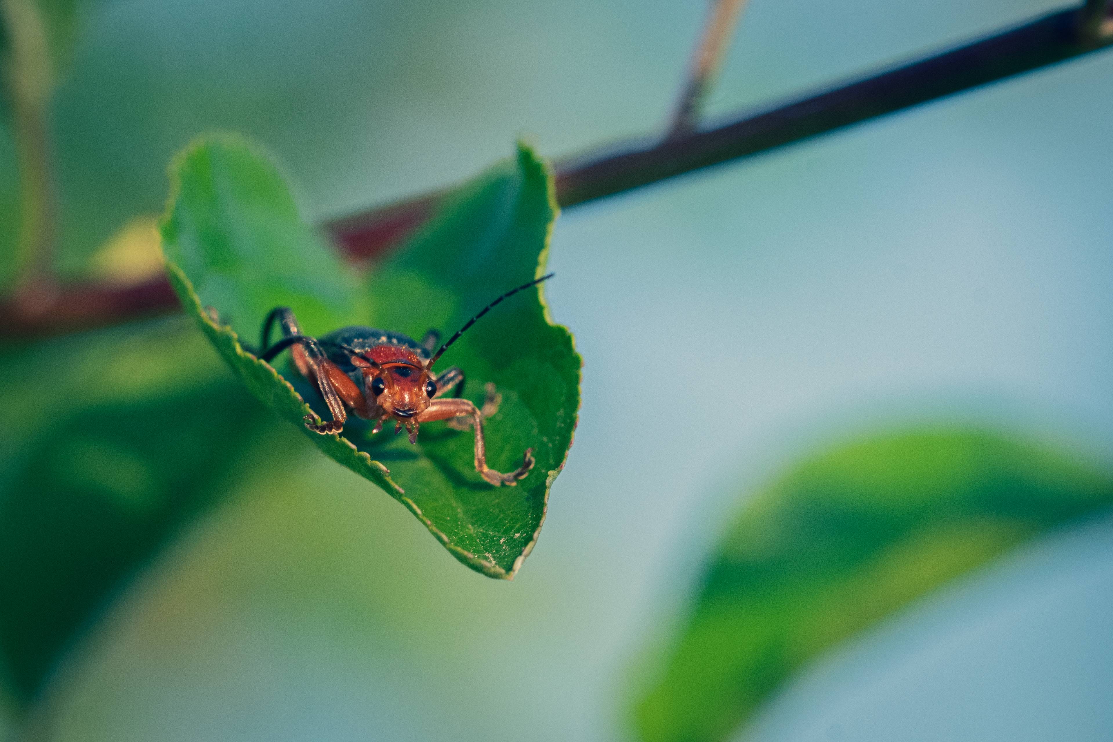 Unknown bug. | Scrolller