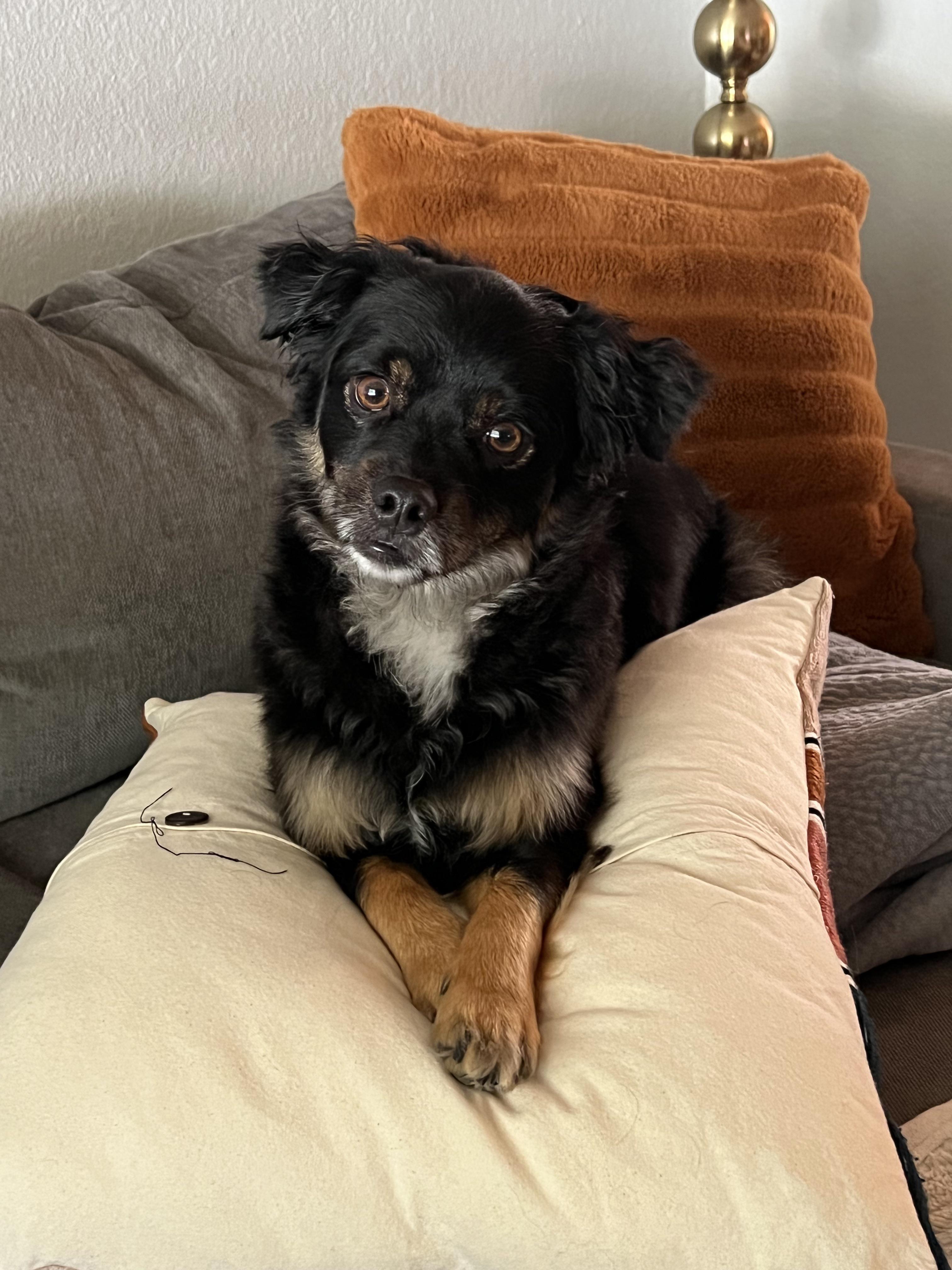 Benji looking dapper as ever. [OC] | Scrolller