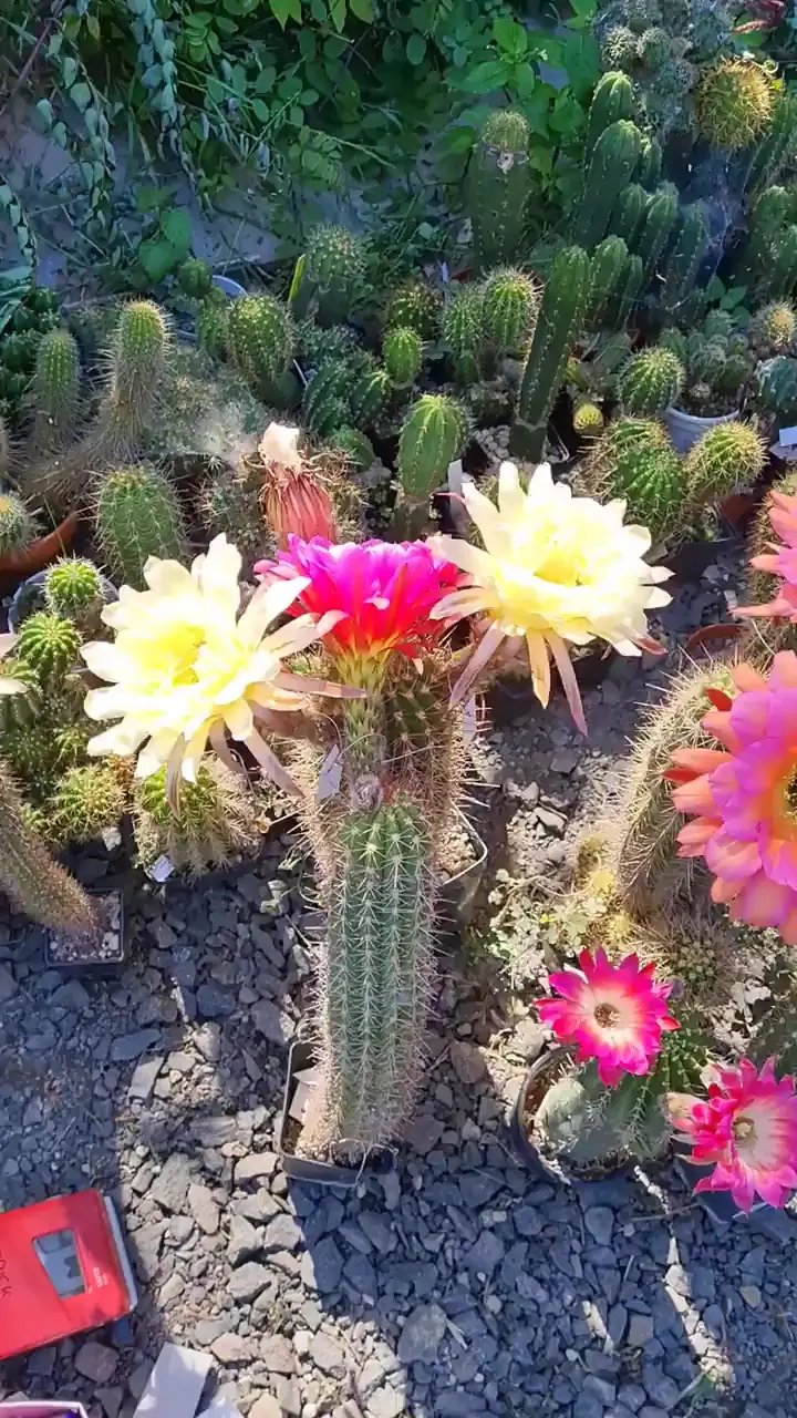 Discover more like Flowers: Cactus flowers everywhere and Related Content | Scrolller