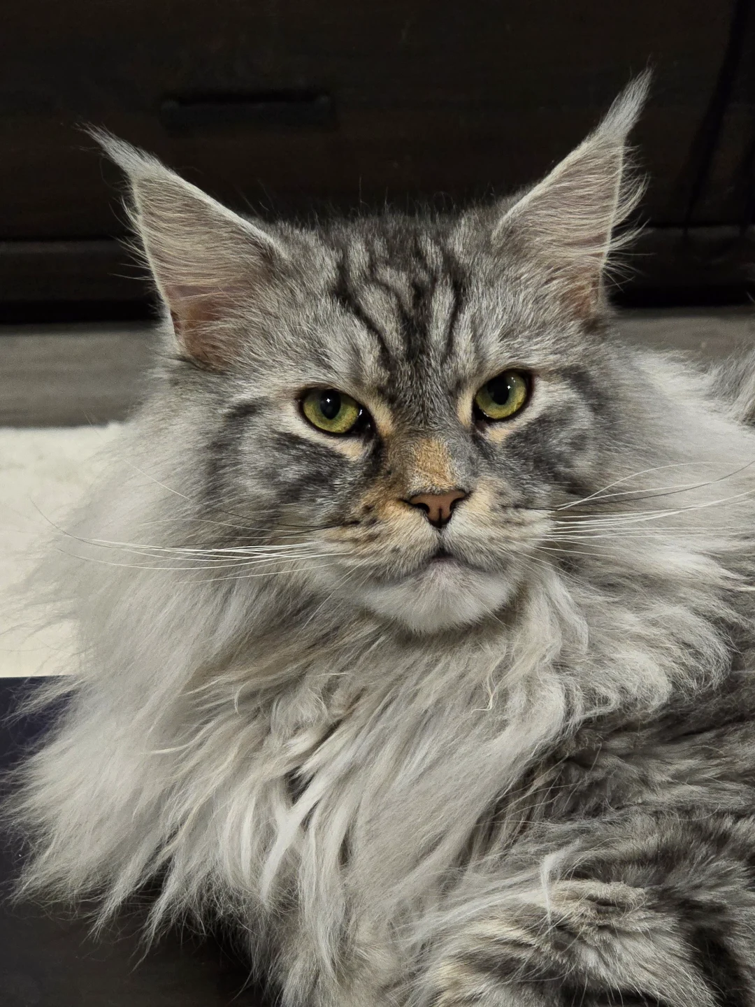 Bow to the new mod, Whiskey. | Scrolller