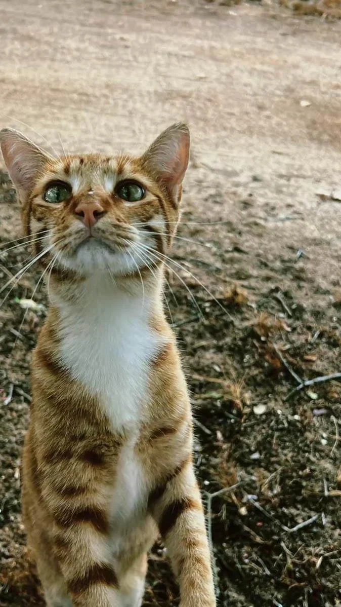 Shes a bengal cat but more of a tiger | Scrolller