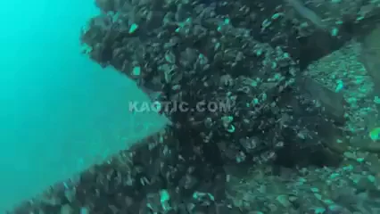 Container ship overhead while diving. No thank you. | Scrolller