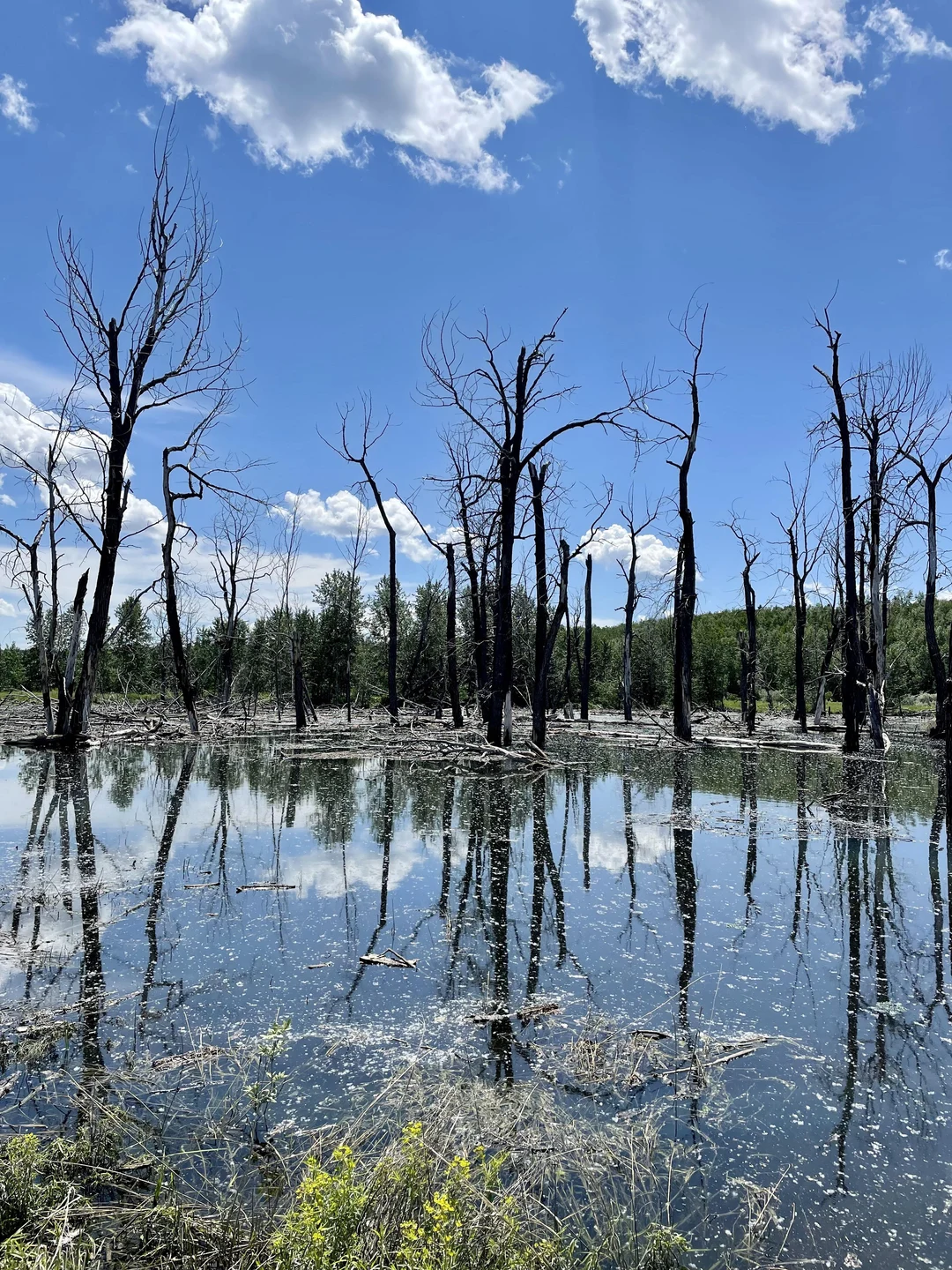 Fish Creek Provincial Park, Calgary AB [OC] [3024 X 4032] | Scrolller