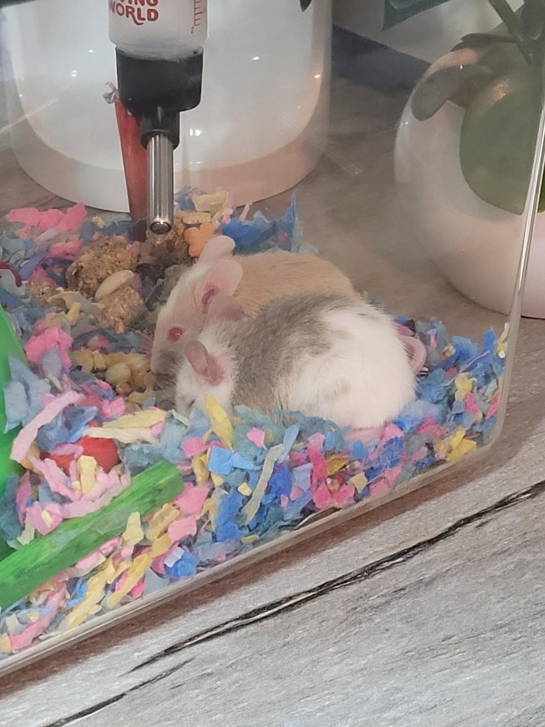 Meet Chai and Latte(they're in a temp carrier) | Scrolller