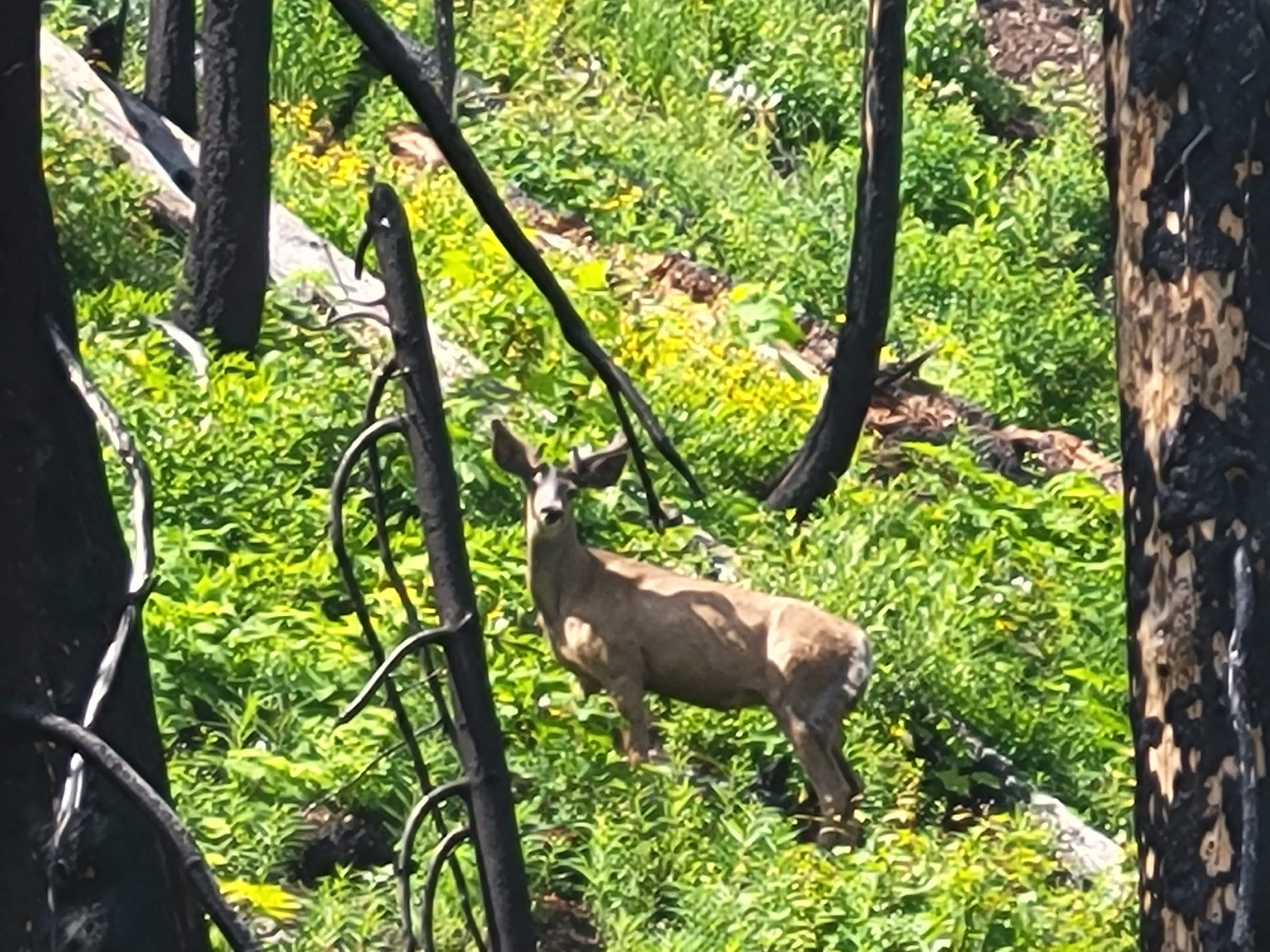 Get out and scout (info in comments) | Scrolller