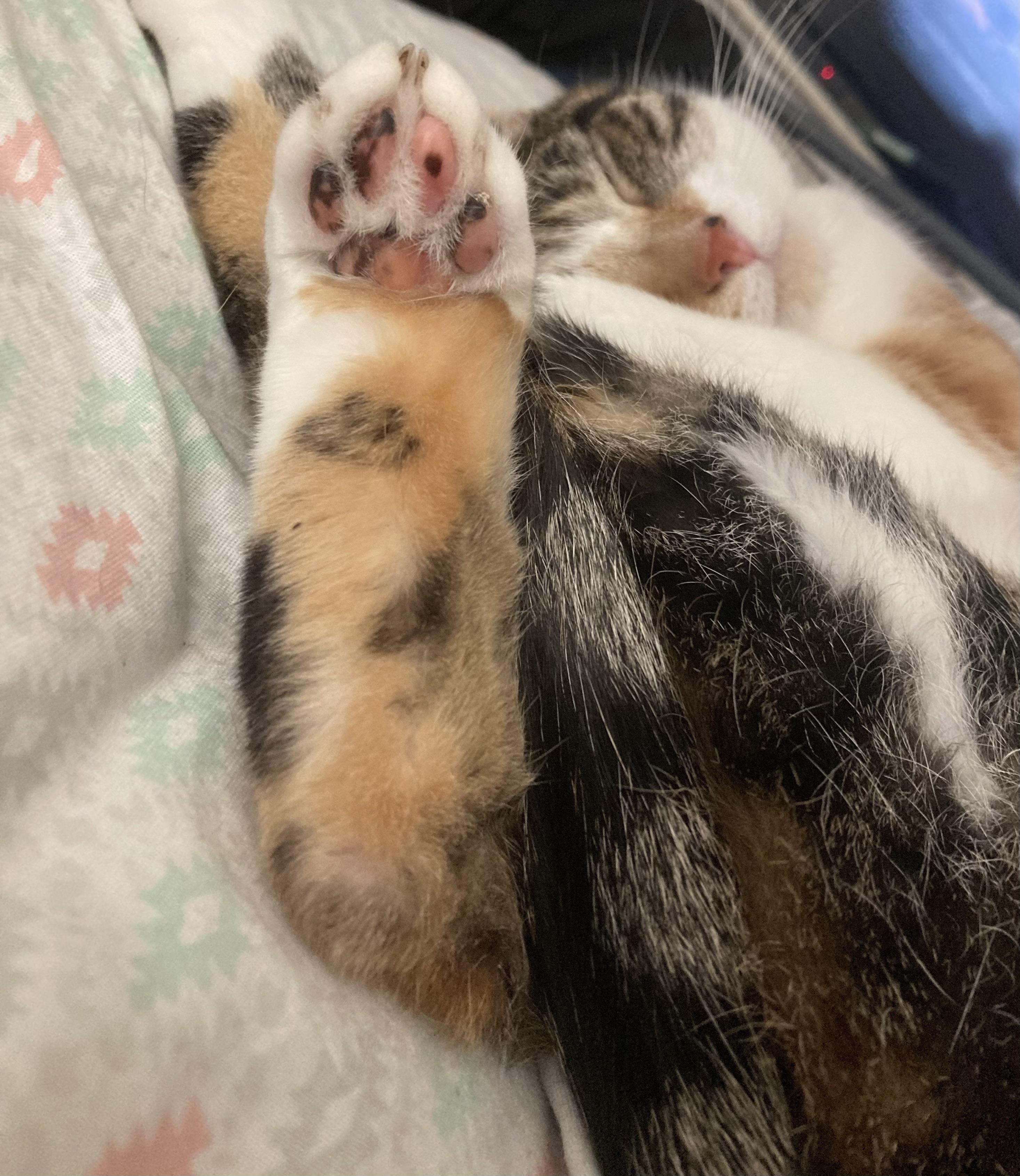 Calico Beans! | Scrolller