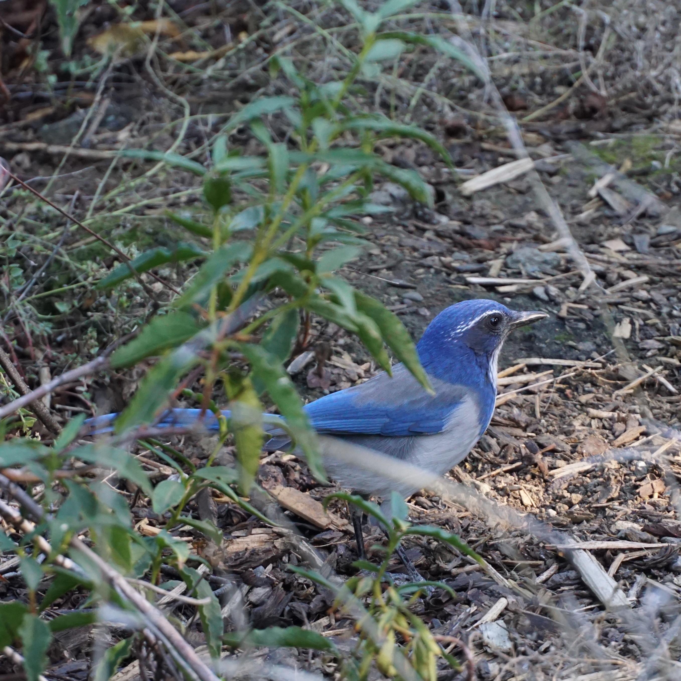 california scrub jay | Scrolller