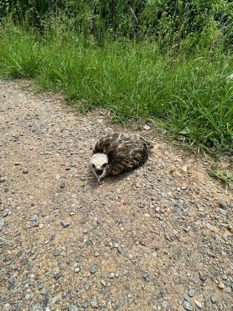 Can anyone ID this hawk? | Scrolller