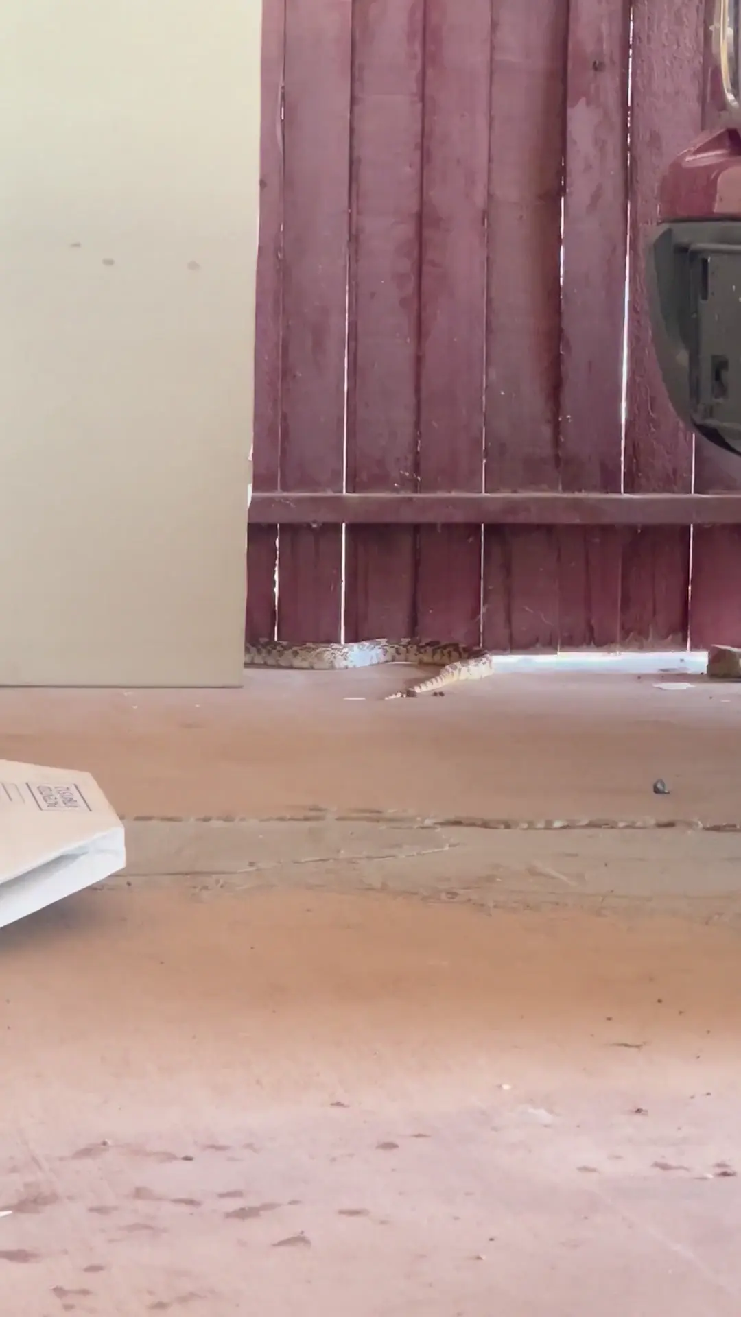 Can anyone identify this big guy?? | Scrolller